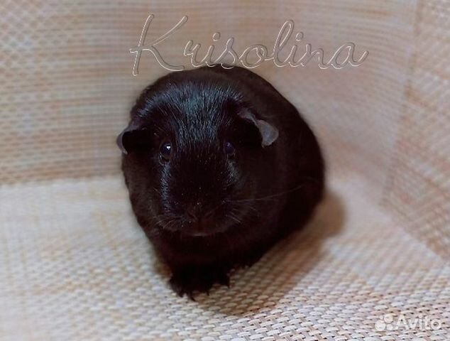 Морская свинка короткошерстная селф