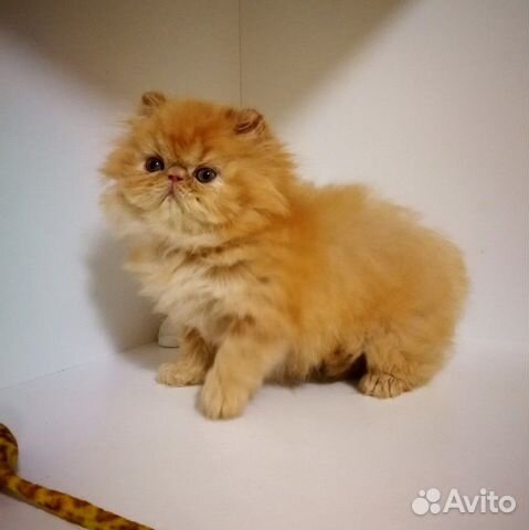 Персидский котик