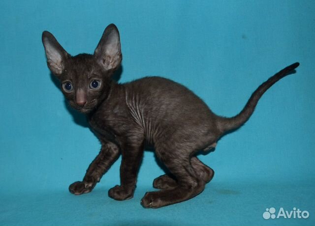 Корниш рекс шикарный кот - окрас редкий шоколад