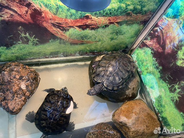 Две красноухие черепашки с аквариумом