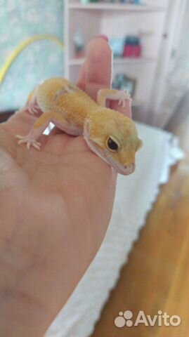 Эублефар + террариум