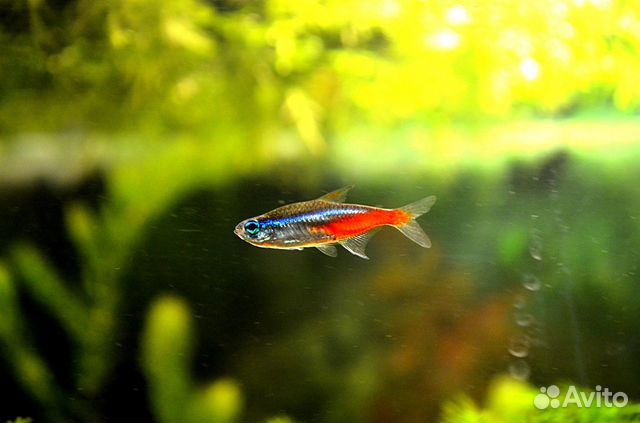 Рыбы-неончики
