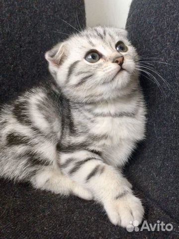 Шотландская вислоухая