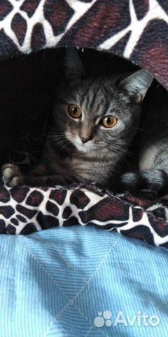 Кошка, Ася, 6 месяцев