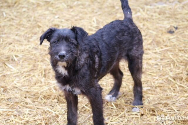 Щенок в хорошие руки