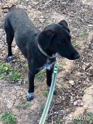 Собачка метис охотничьей