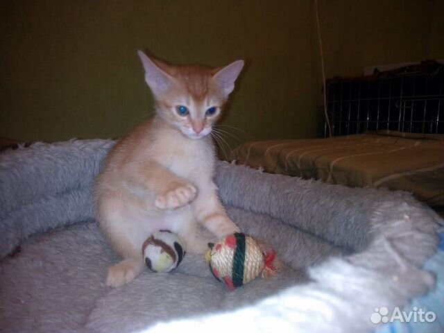 Абиссинчики метисы