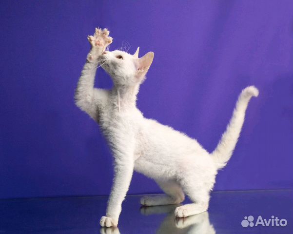 Корниш-рекс