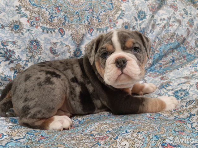 Голубоглазыймальчик носитель Шоколада