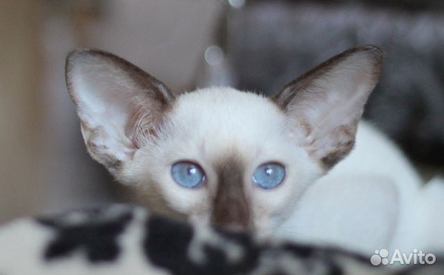 Шоколадный сиа мальчик