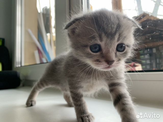 Шотландский вислоухий кот