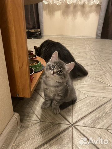 Милые котята