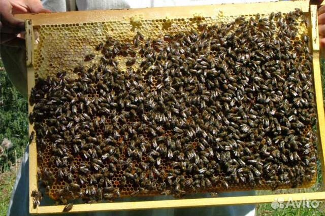 Пчёлы среднерусские