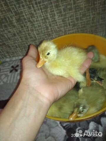 Утята суточные и подрощеные