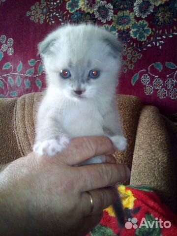 Шотландские девчонки заждались любящих хозяев