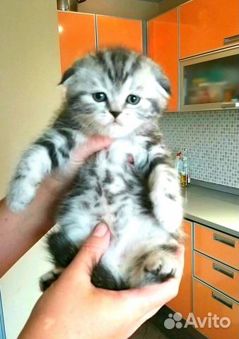 Роскошные Шотландцы, мрамор на серебре