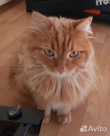 Кот красавчик в дар