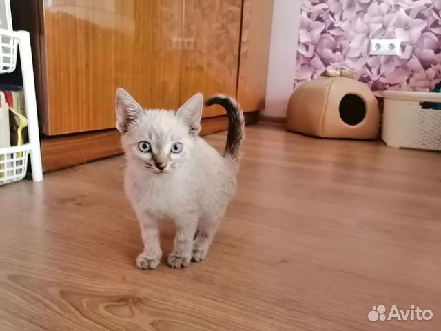 Кошечка похожа на тайскую в добрые руки
