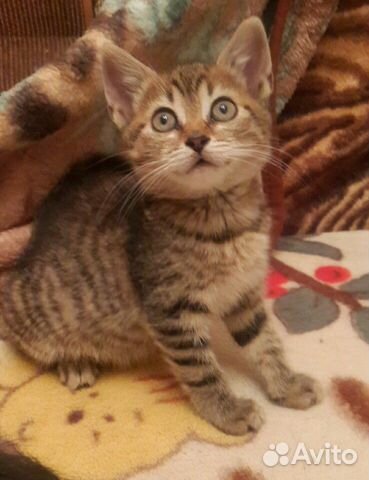 Тигруля в добрые руки