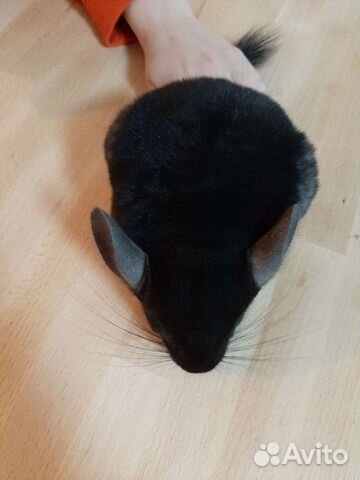Шиншилла мальчик экстрадарк 3.5 месяца