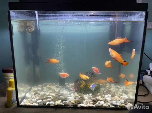 Аквариум 35 литров полный комплект