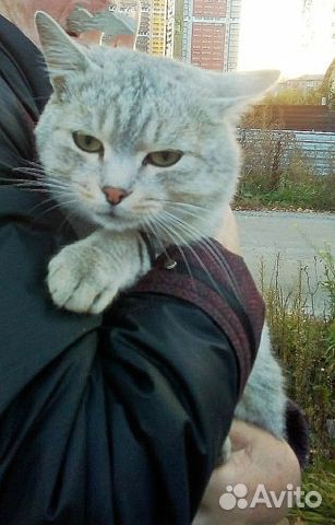 Кот мышелов крупный 2 года