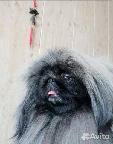 Отдам пикенеса