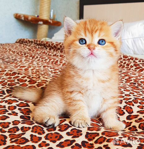 Золотой плюшевый тигрёнок