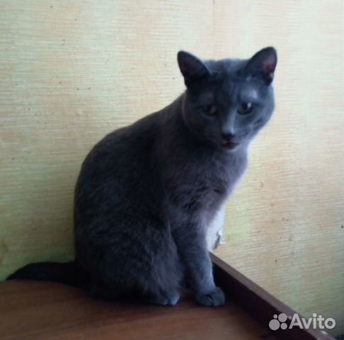 Охотничий кот