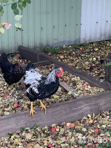 Петух Барневельдер серебро