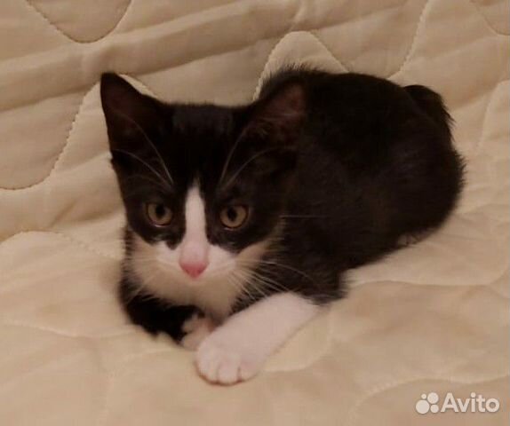 Клавесин (Сеня) ищет теплый, добрый дом