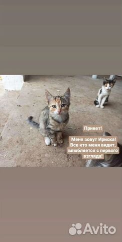 Котенок Калико