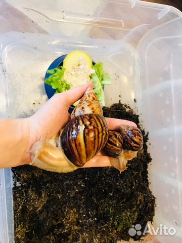 Улитки ахатины с контейнером и содержимым