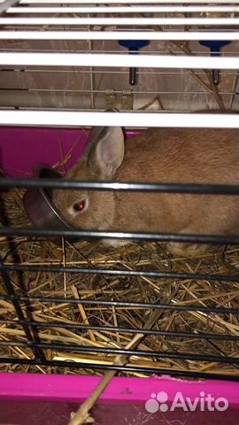 Кролик для вязки