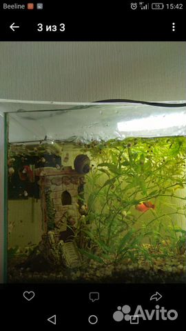 Улитки Ампулярии