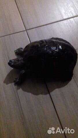 Красноухая черепаха 25 лет девочка