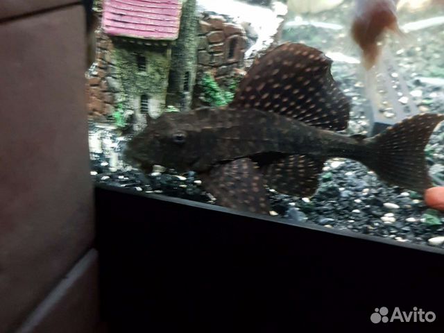 Сомы- прилипалы