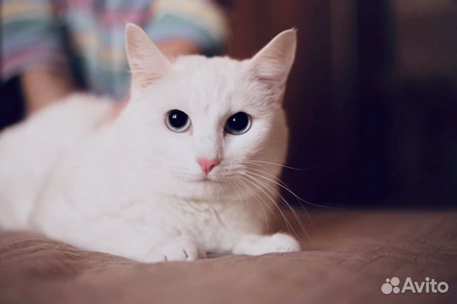 Турецкая ангора Белка