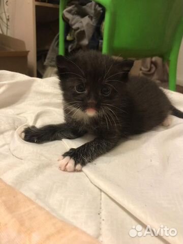 Котята 1мес