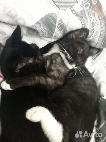 Два кота мальчика