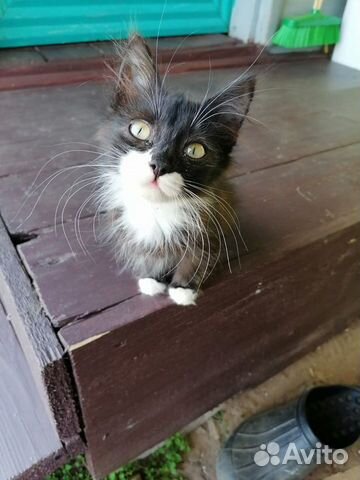 Отдам котят