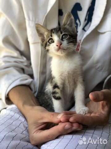 Котёнок Калико на счастье в загородный дом