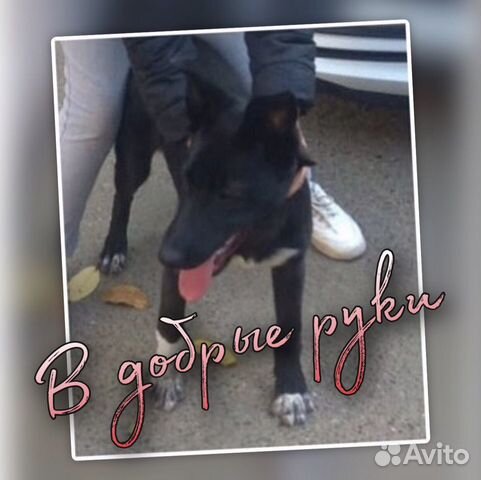 Щенок в поисках дома