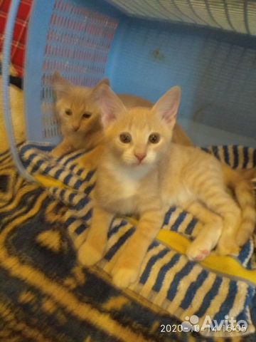 Котятки в добрые руки