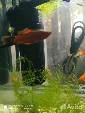 Рыбки,обмен, продажа