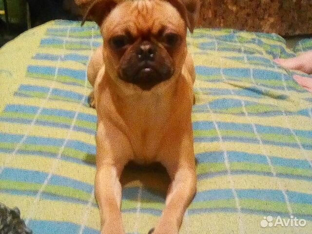 Пти брабансон