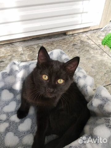 Котенок в добрые руки