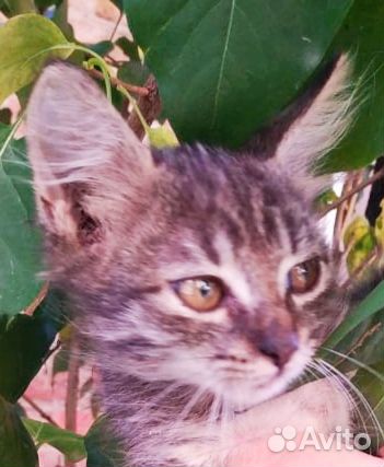 Очаровательный полосатик