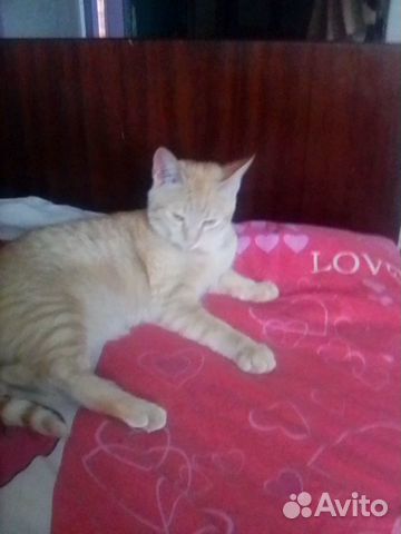 Умный кот рыжик в добрые руки