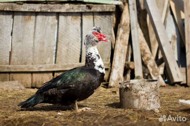 Утки домашние